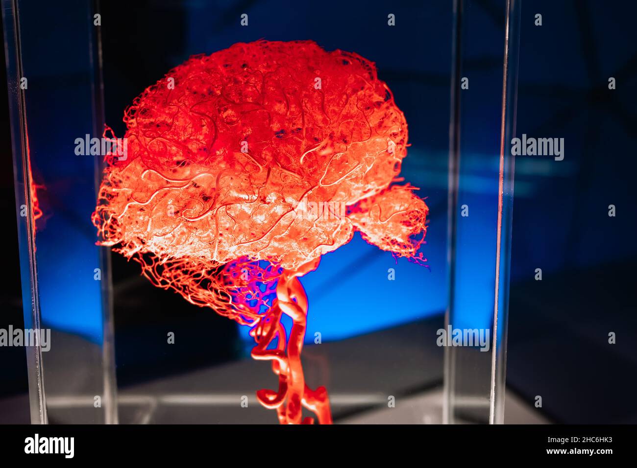 Human brain under red neon colorful light. Anatomical model ...