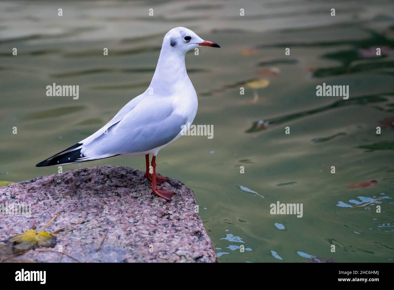 Closeup of a Black-headed gull standing on a rock in front of lake ...