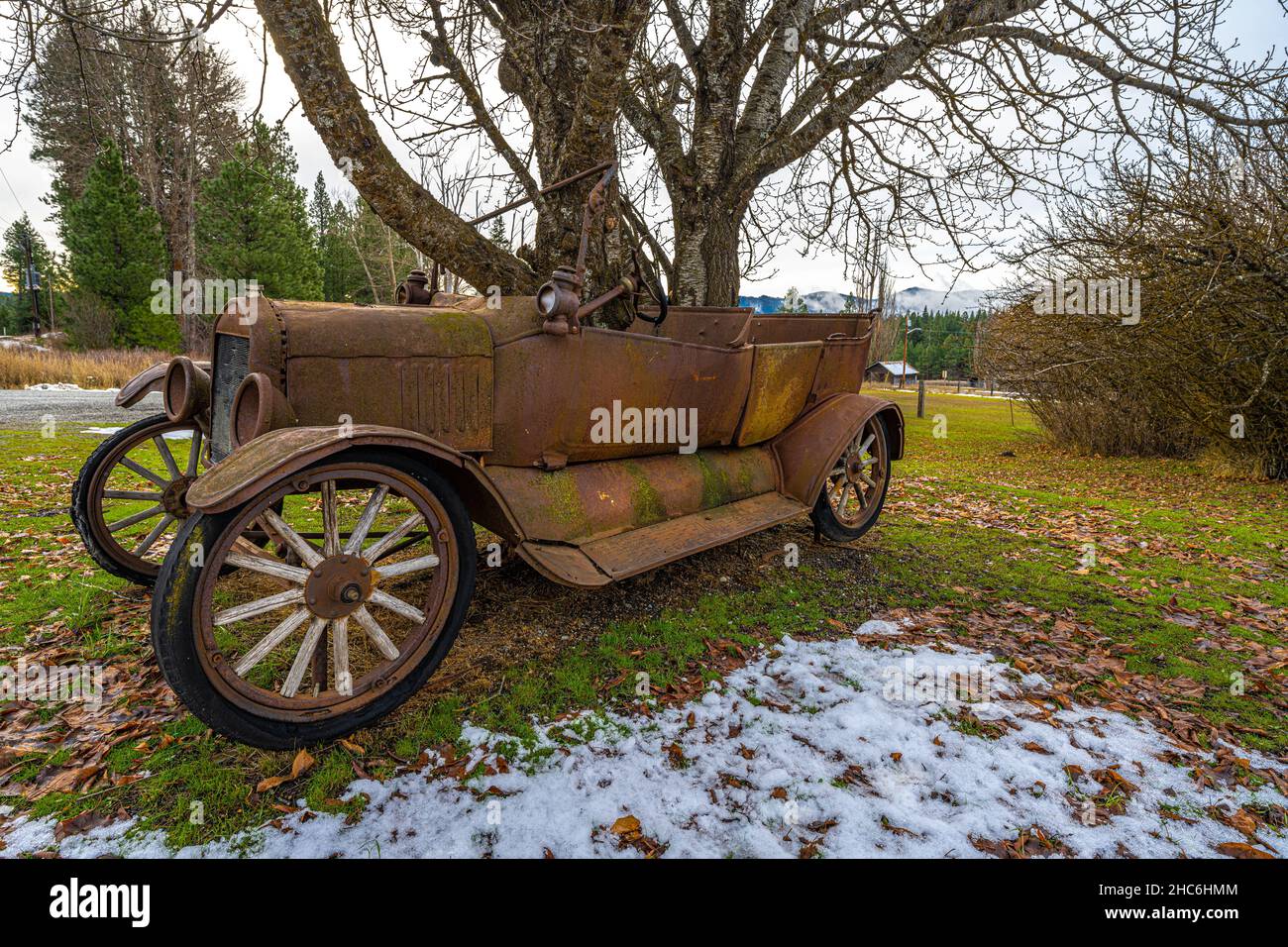 Old Car with Trees Grown through the Body Stock Photo - Alamy