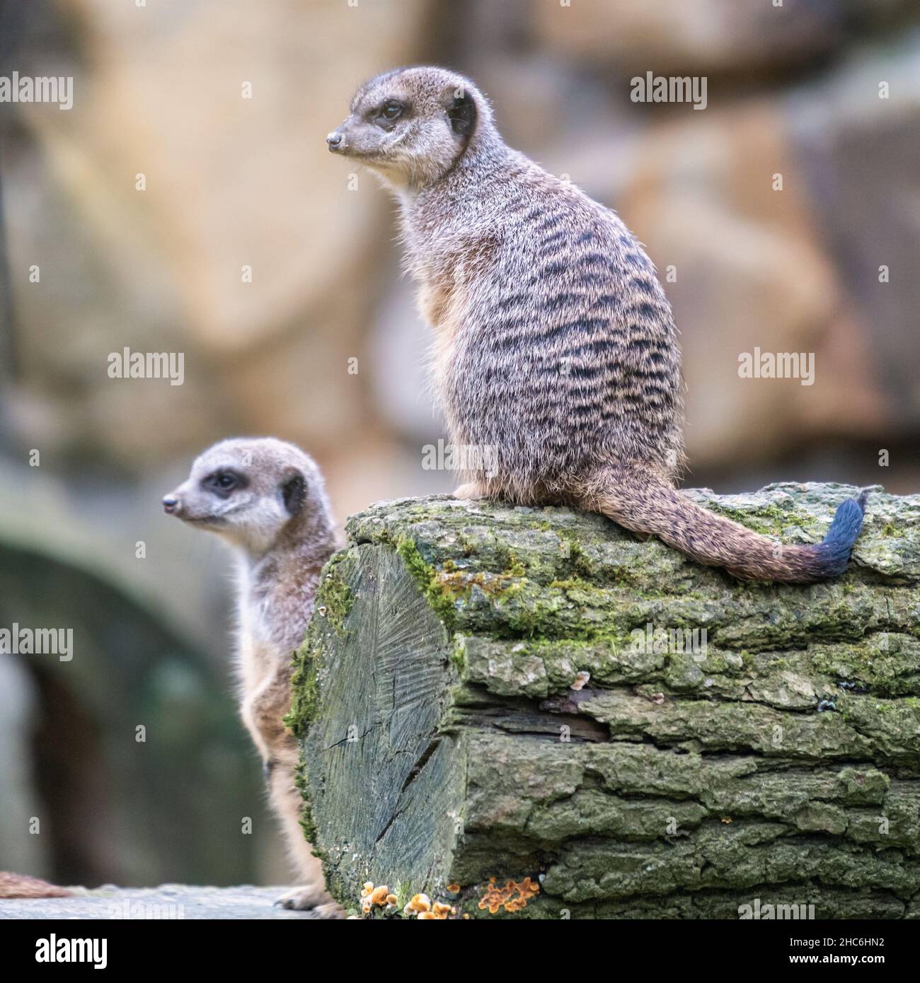 Shallow focus of two Meerkat animals sitting on a mossy cut tree trunk ...