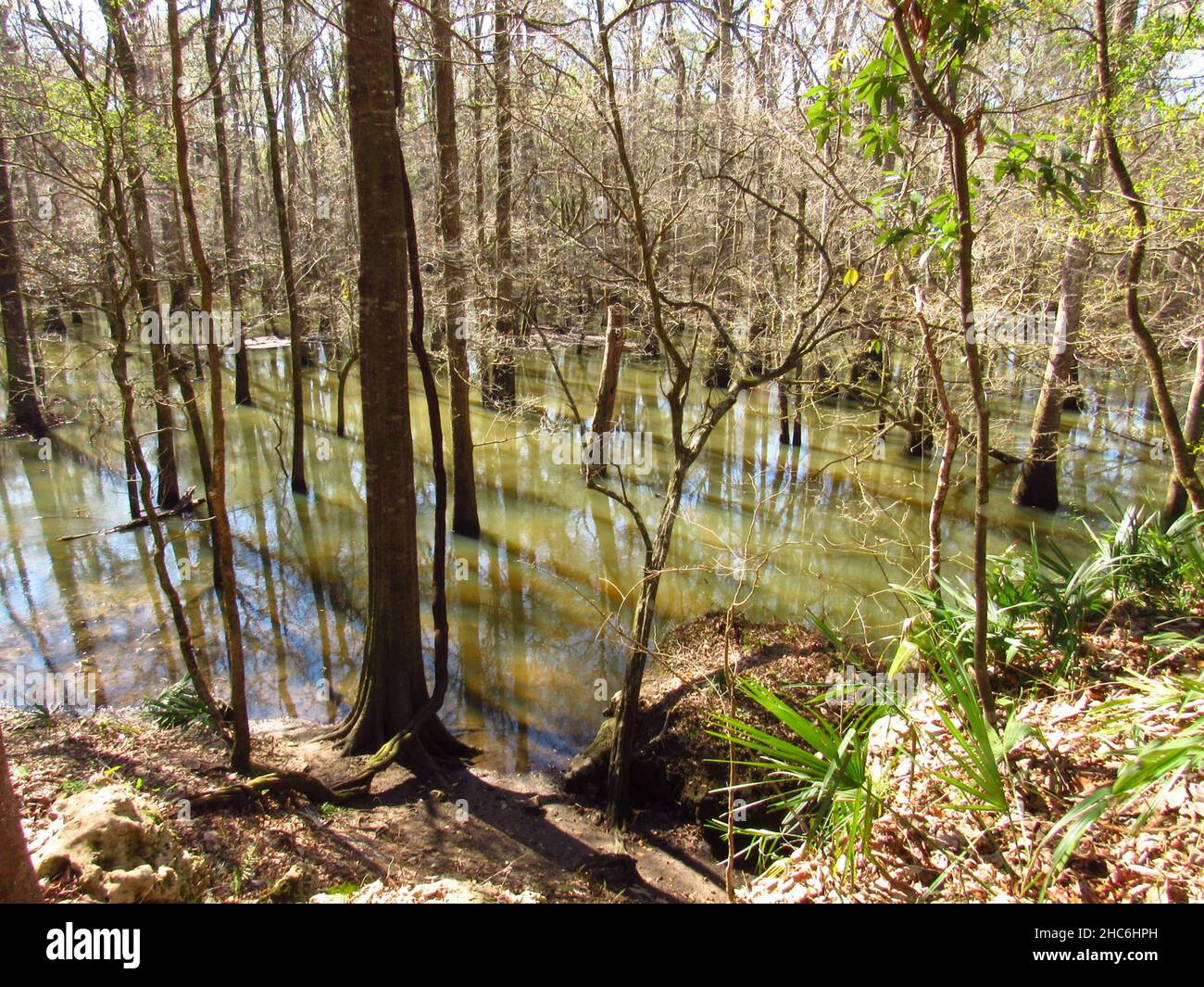 Long shadows cast from trees in Florida swamp Stock Photo - Alamy