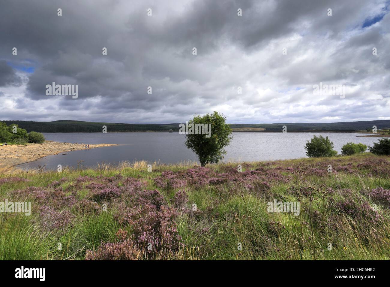 Summer view looking over Kielder Water and Kielder Forest Park ...