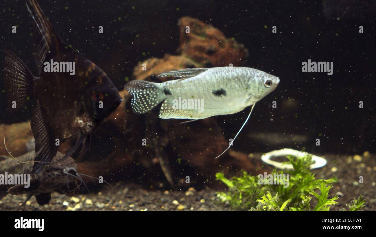 Angle fish in aquarium. Beautiful aquarium still life with swimming ...