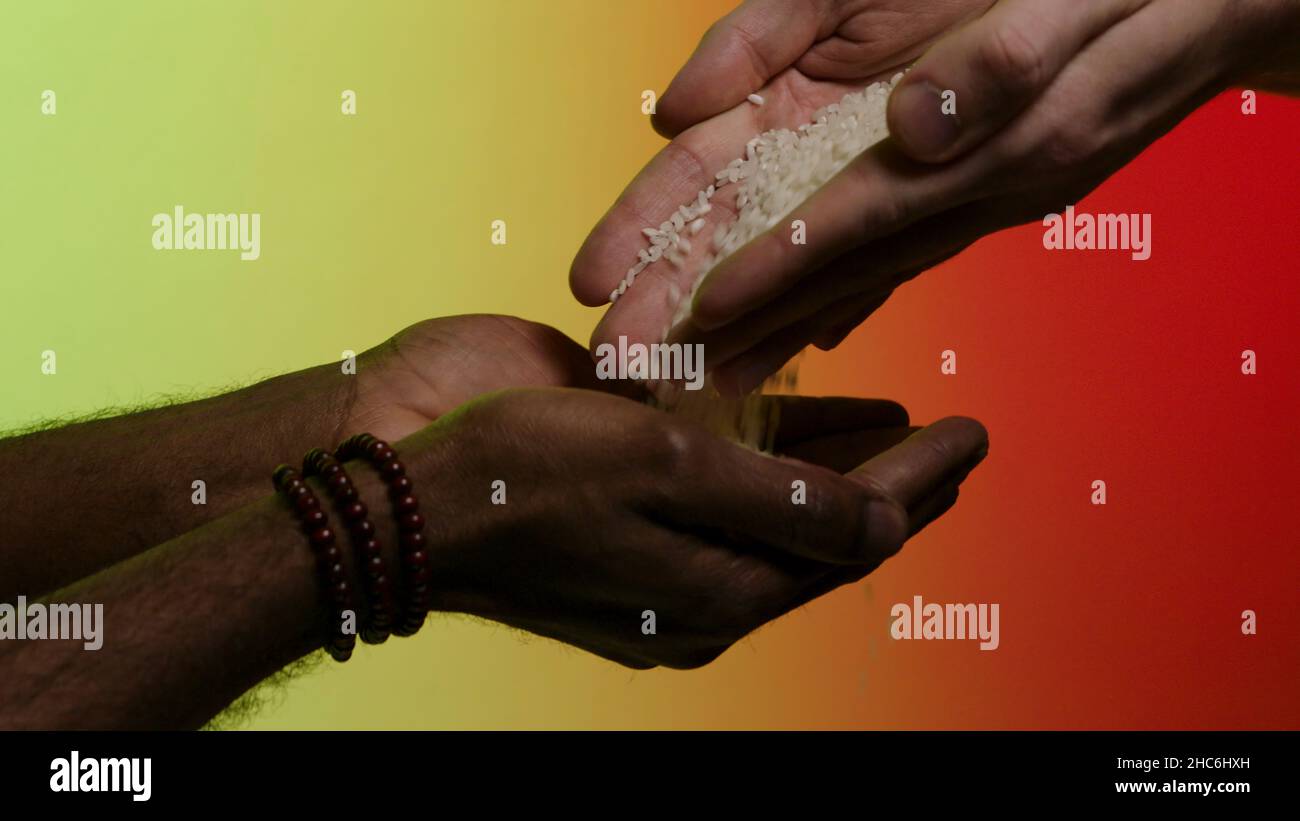 Hands of white man giving rice grains to another hands of afroamerican ...
