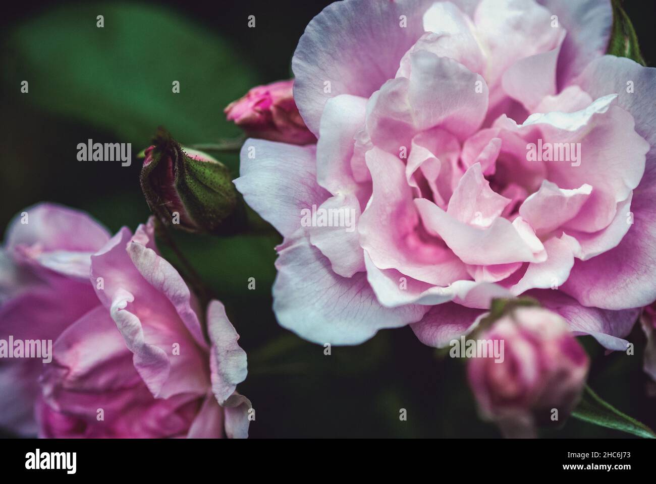 Briar roses hi-res stock photography and images - Alamy