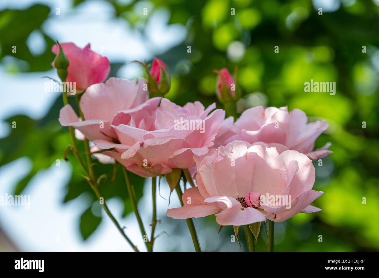 Beautiful rose bushes on hi-res stock photography and images - Alamy