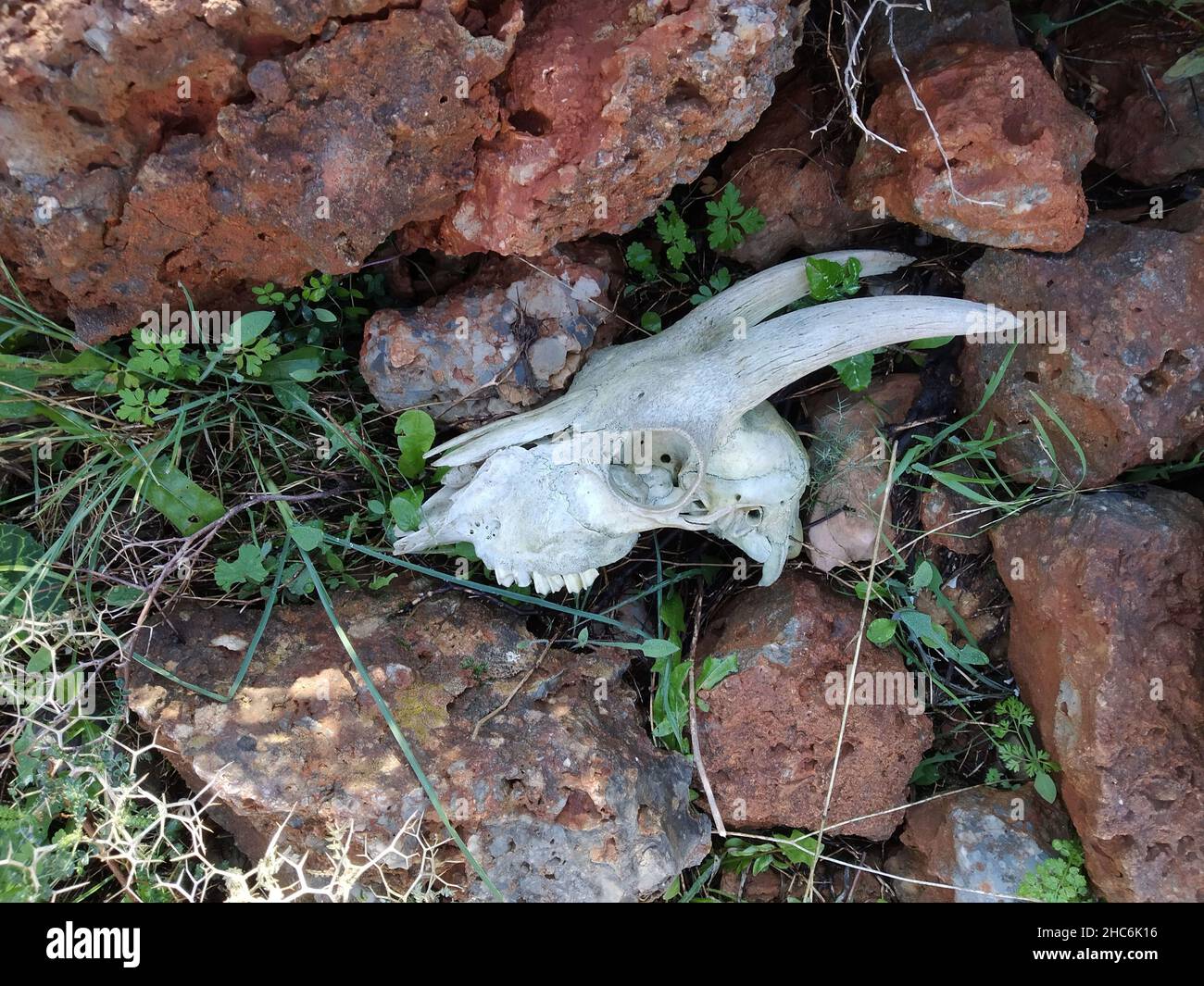 Closeup shot of the dead goat skull skeleton amid pieces of rocks in ...