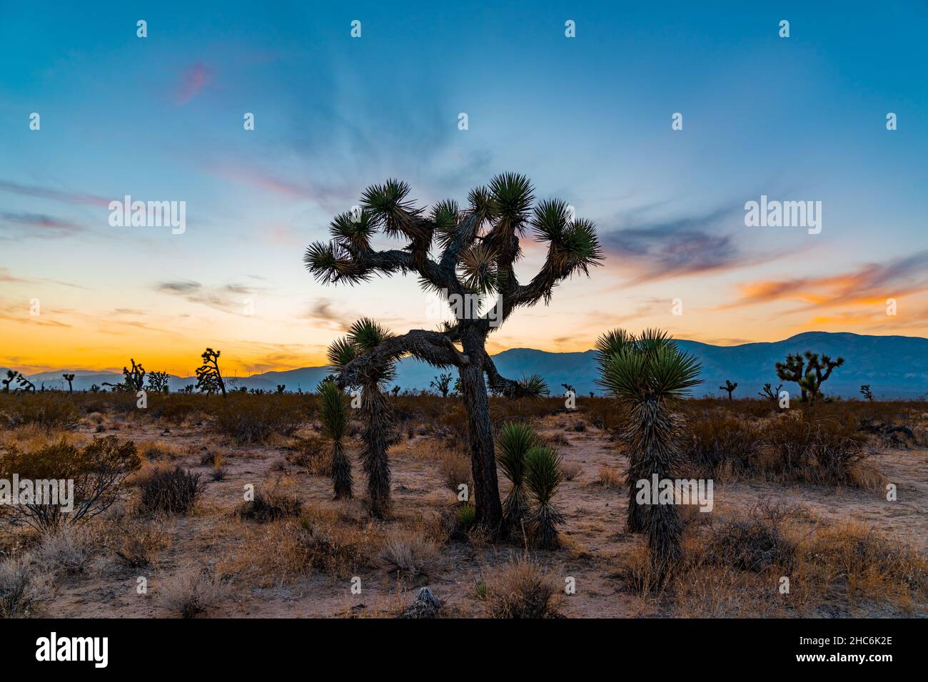 Joshua trees at a scenic sunset in the Mojave Desert Stock Photo - Alamy