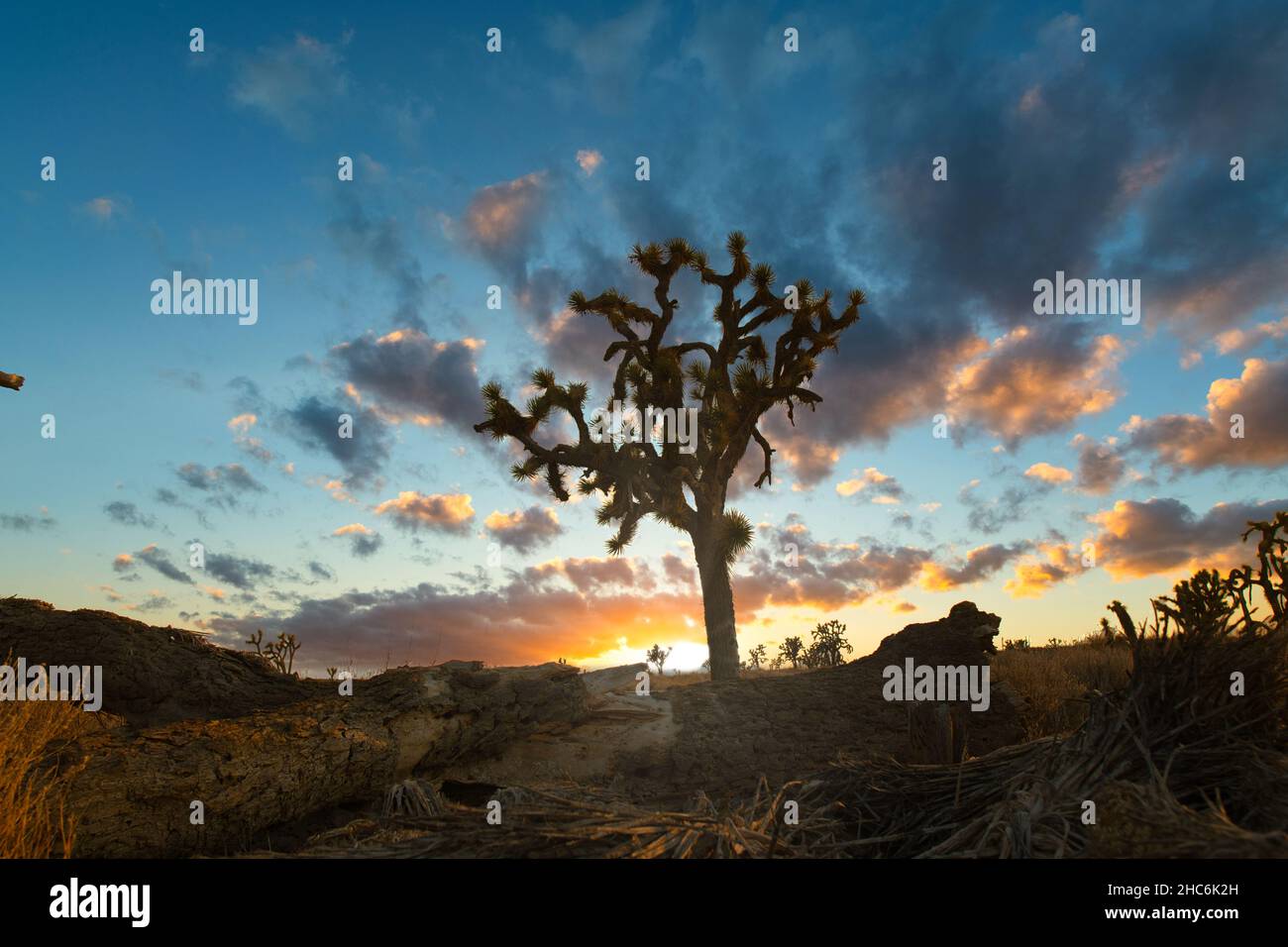 Mojave desert plants hi-res stock photography and images - Alamy