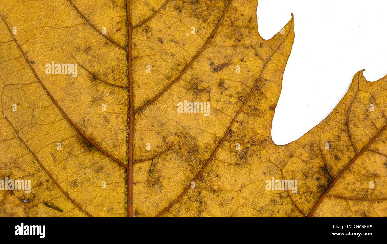Macro rib in a brown autumnal leaf-grain texture foliage Stock Photo ...