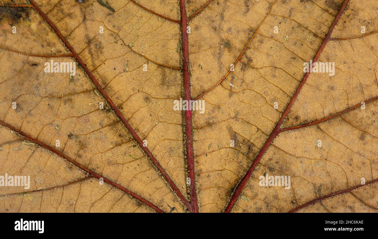 Macro rib in a brown autumnal leaf-grain texture foliage Stock Photo ...