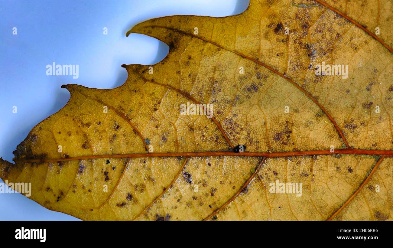 Macro rib in a brown autumnal leaf-grain texture foliage Stock Photo ...