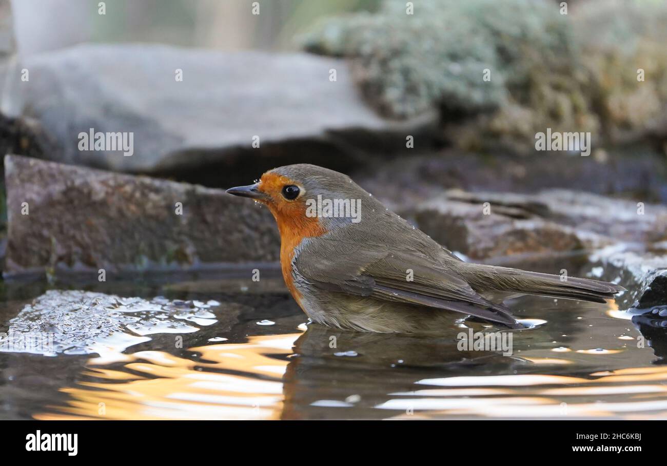Robin bird bath hi-res stock photography and images - Alamy