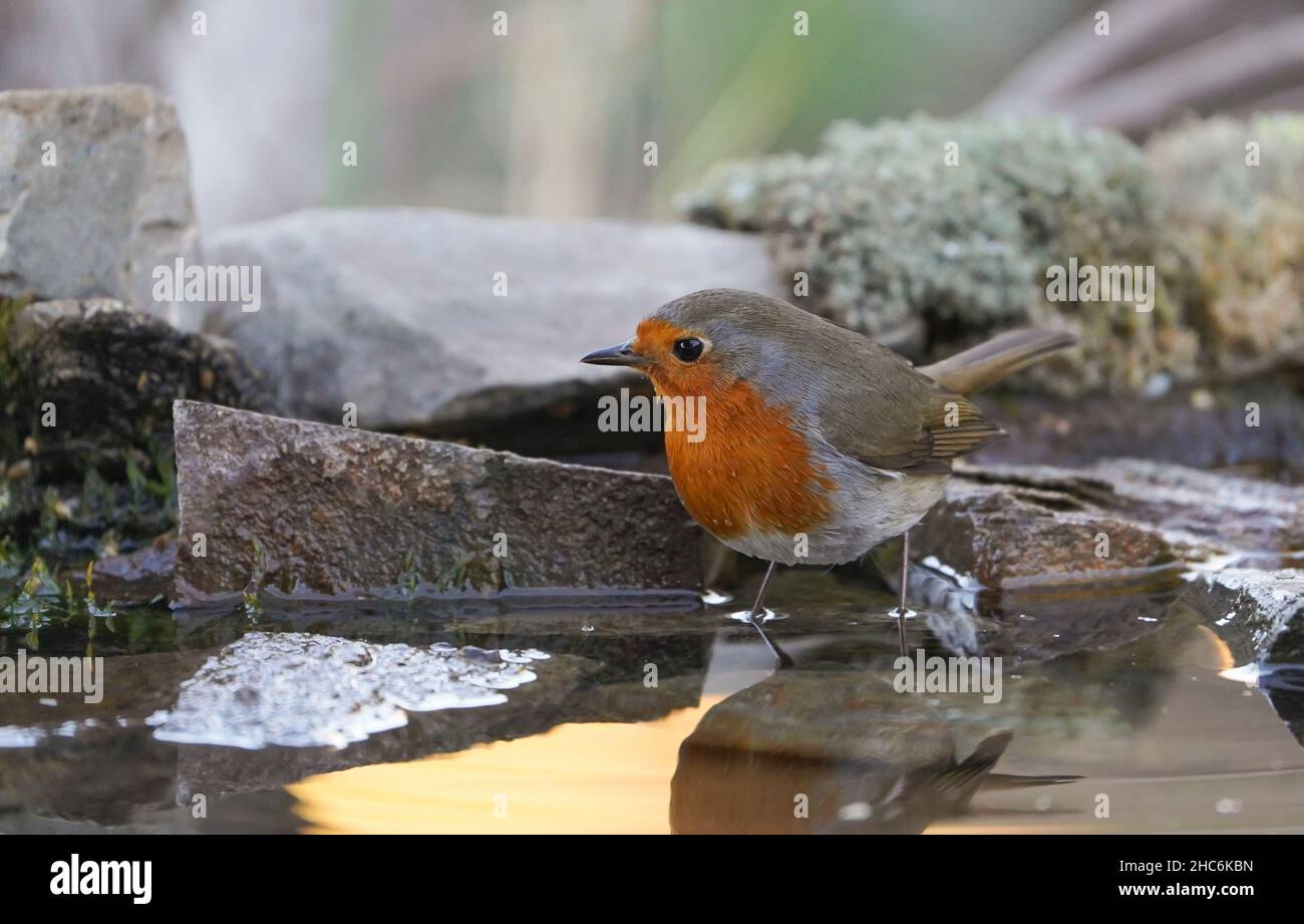 Robin bird bath hi-res stock photography and images - Alamy