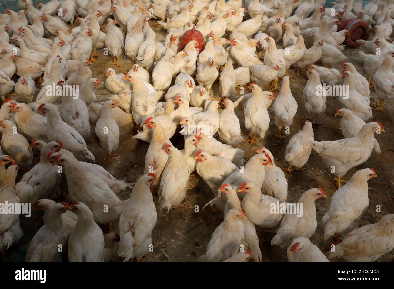 Dhaka, Bangladesh - December 03, 2021: The broiler chicken farm is one ...