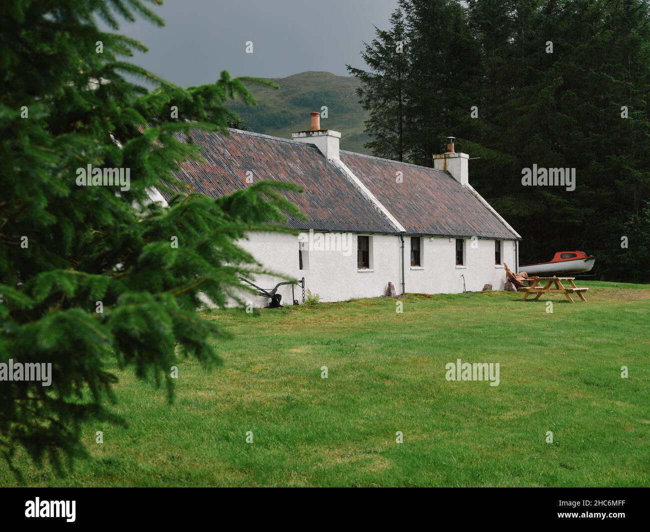 A typical white croft Scottish cottage surrounded by pine trees in the ...