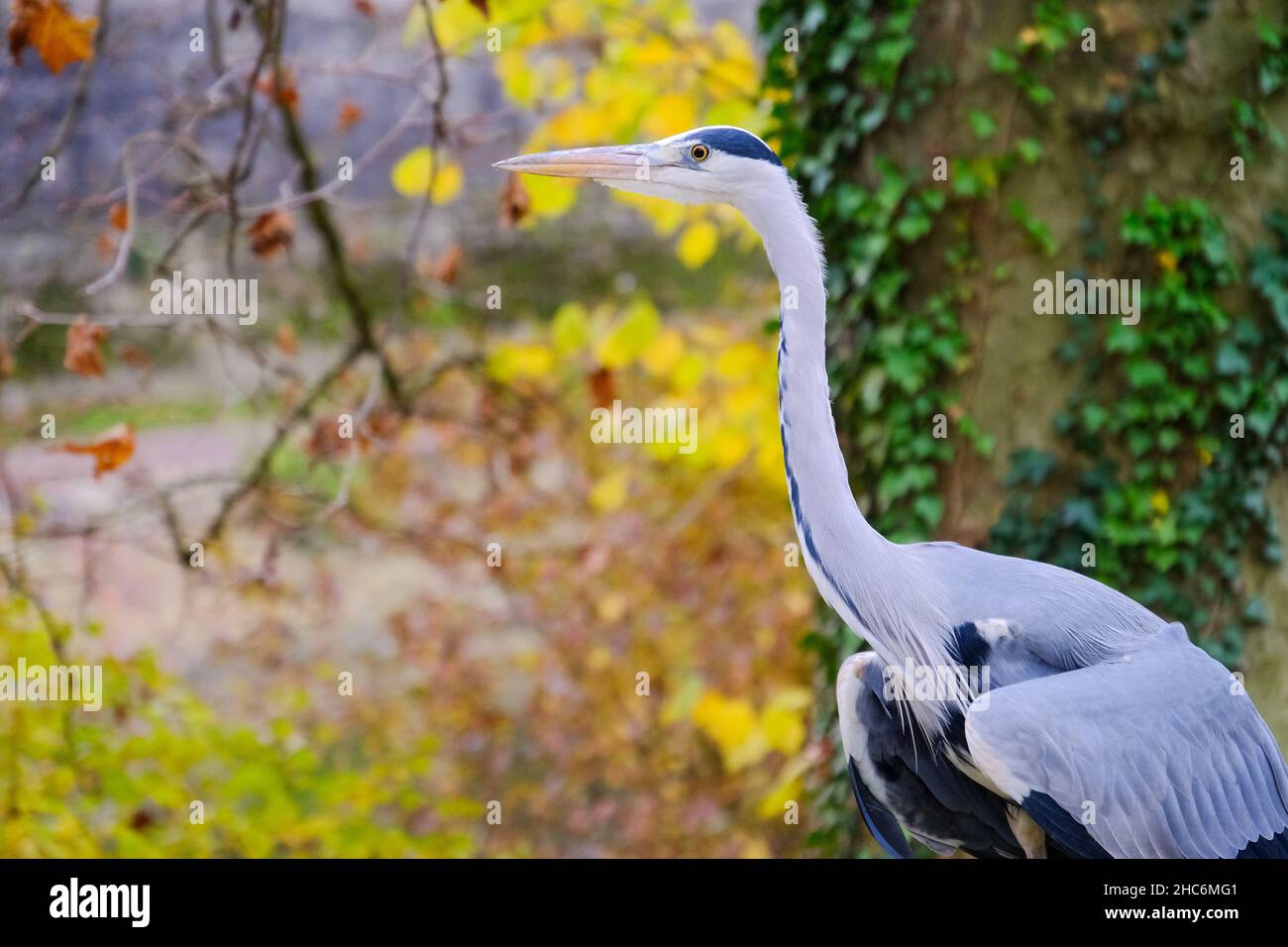 Closeup shot of a heron with long and sharp beak with yellow and green ...