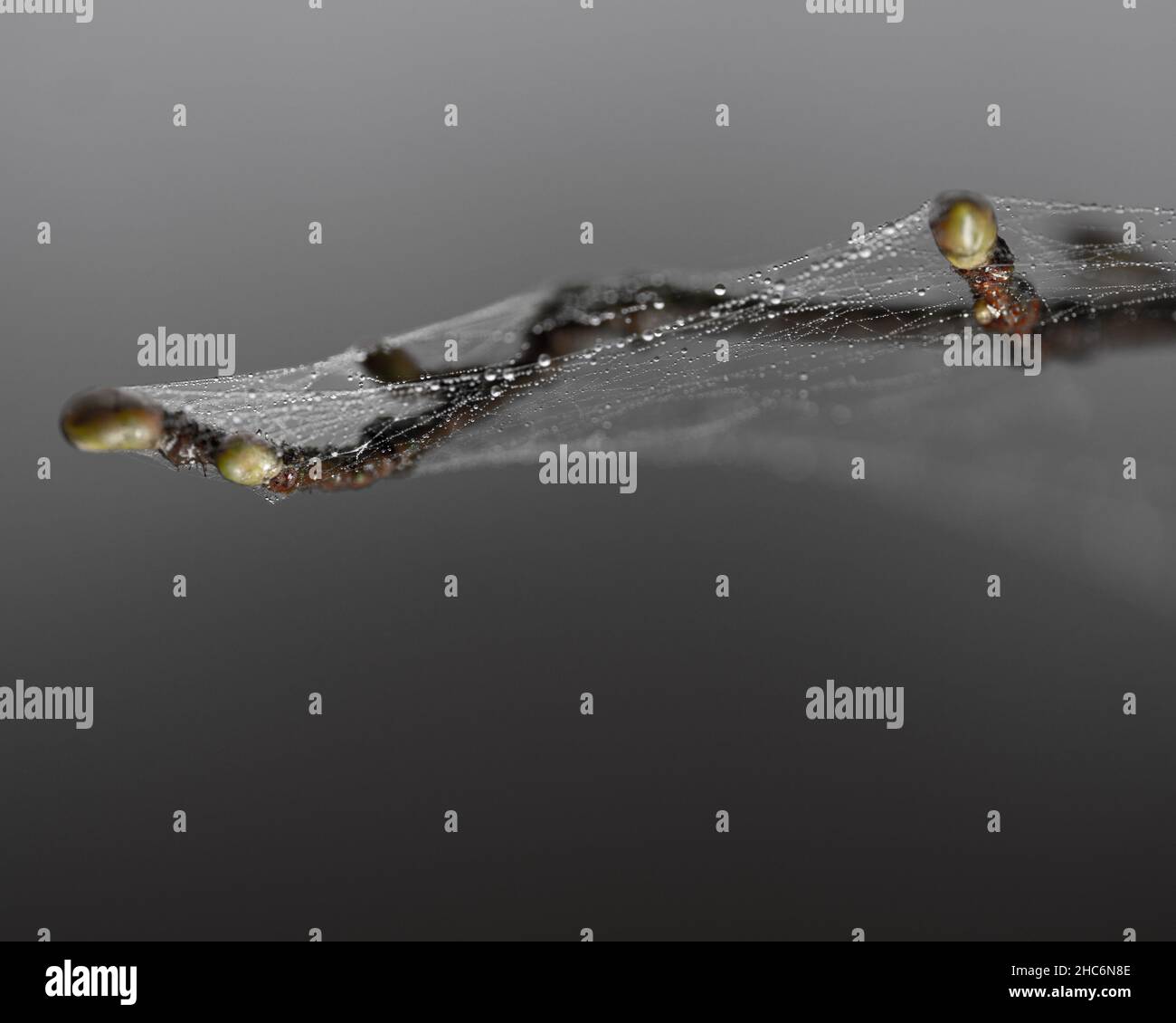 Closeup of the tree branches covered in cobwebs with dew Stock Photo ...