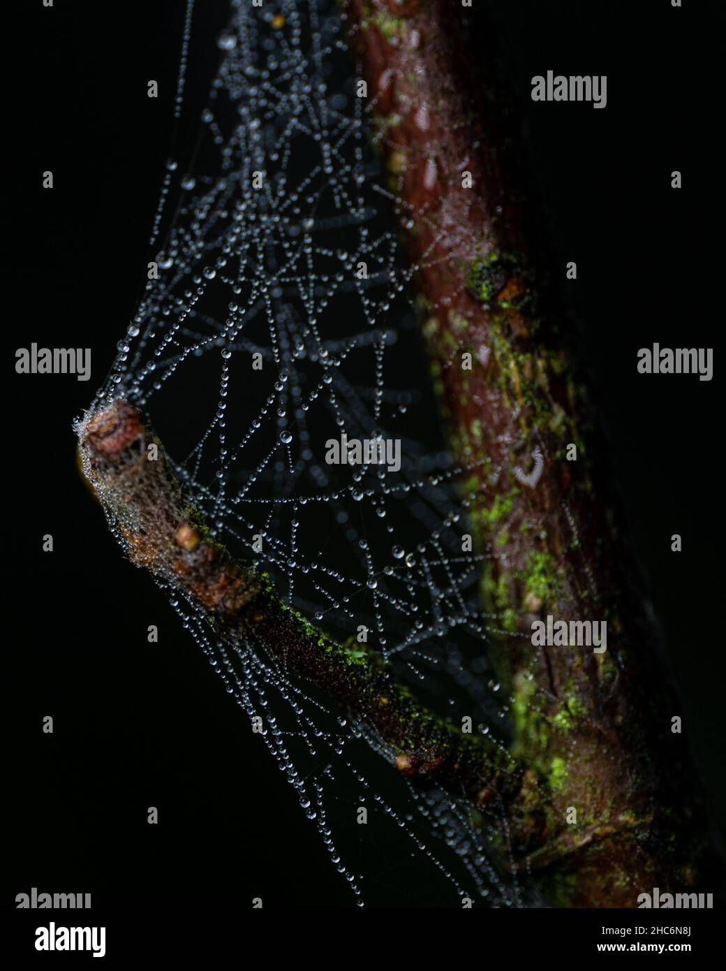 Closeup of the tree branches covered in cobwebs with dew Stock Photo ...