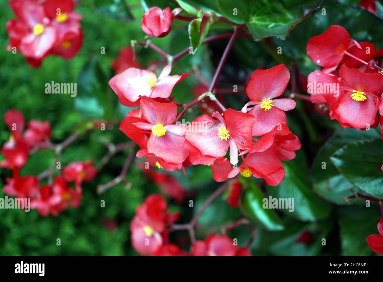 Closeup shot of beautiful red Wax Begonia flowers growing in the garden ...
