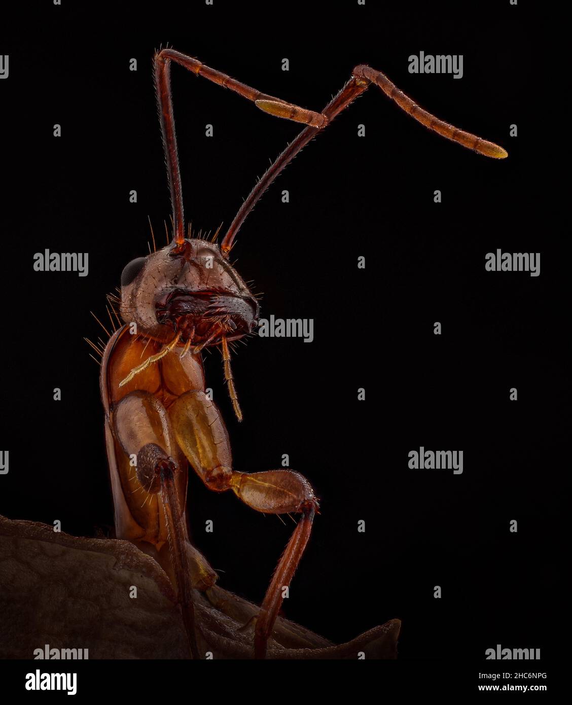 Extreme close up ant hi-res stock photography and images - Alamy