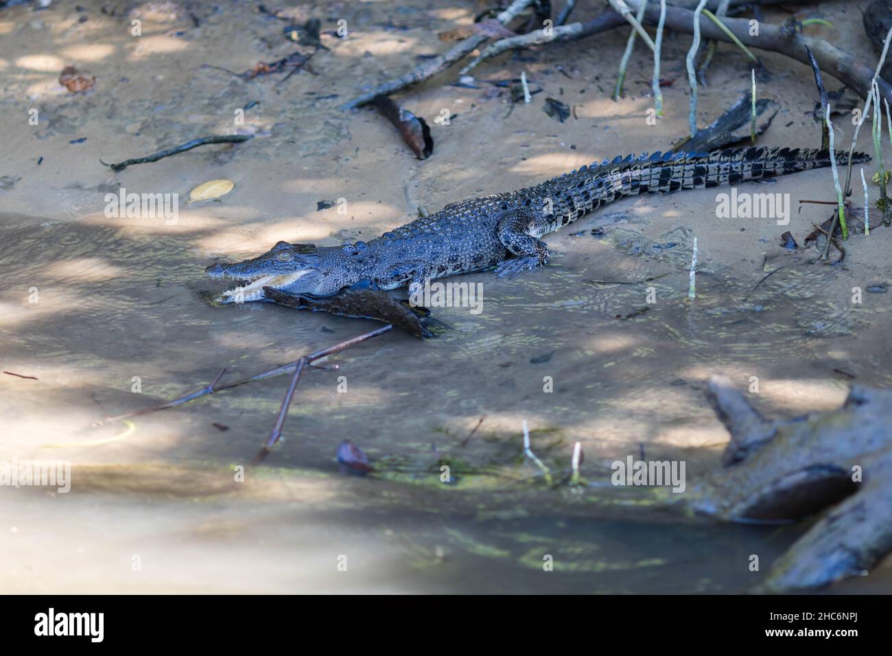 View of a Salt Water Crocodile in Queensland Australia on the ground ...