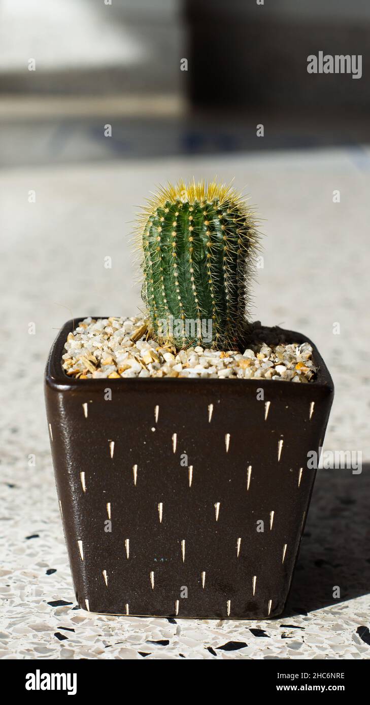 Fresh green Flat-stem cactus in a beautiful ceramic pot with white ...