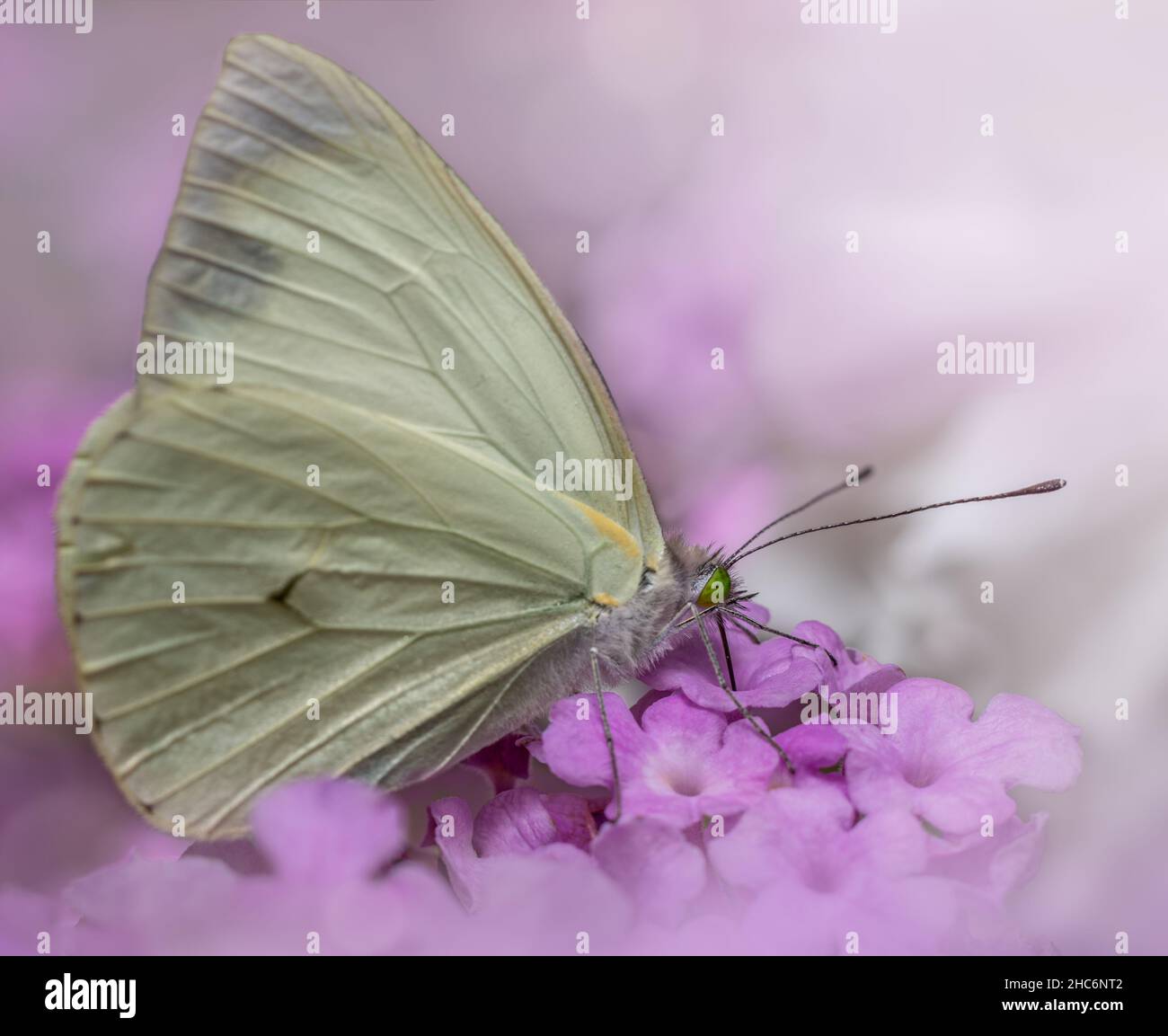 Macro shot of the white cress butterfly (Leptophobia aripa Stock Photo ...