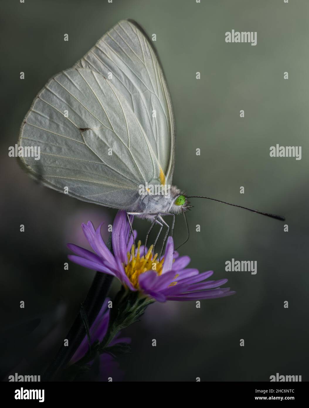 Macro shot of the white cress butterfly (Leptophobia aripa Stock Photo ...