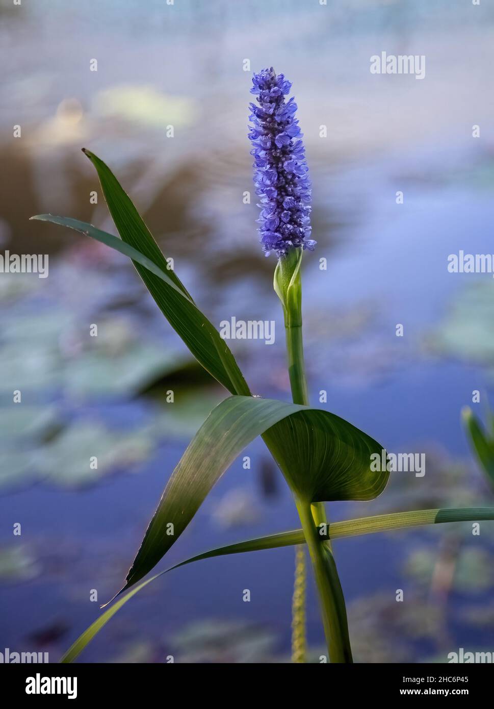 Pickerelweed flower hi-res stock photography and images - Alamy