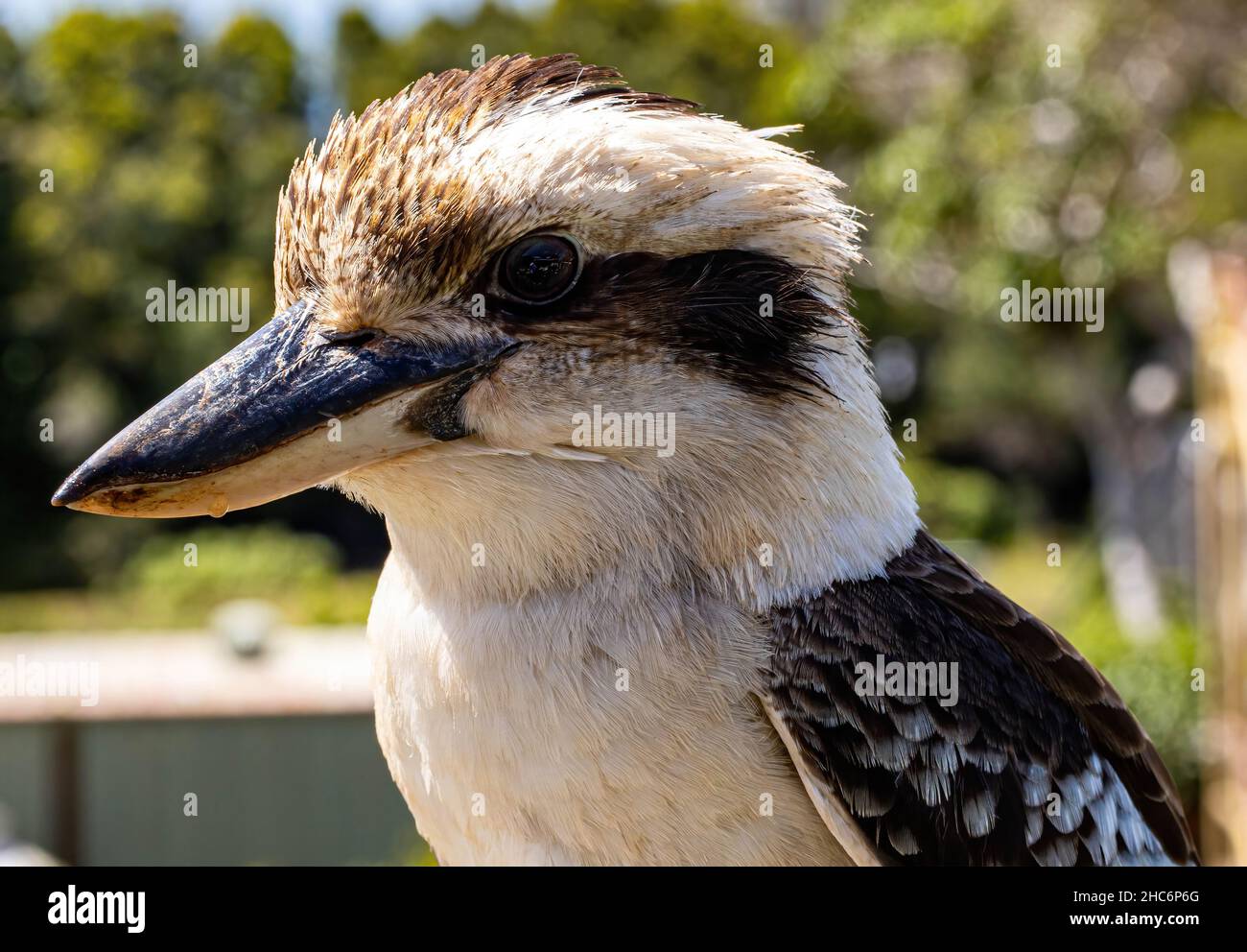 Closeup shot of a cute kookaburra bird Stock Photo - Alamy