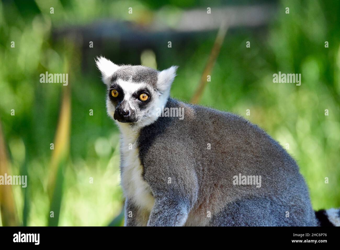 Closeup of a cute fluffy lemur surrounded by lush greenery on a blurry ...