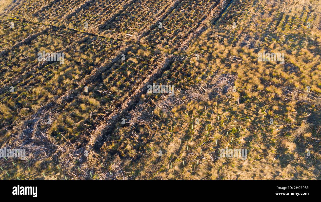 Clearfell conifer woodland, Berwyn Forest Stock Photo - Alamy