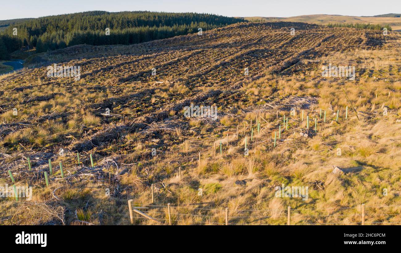 Clearfell conifer woodland, Berwyn Forest Stock Photo - Alamy