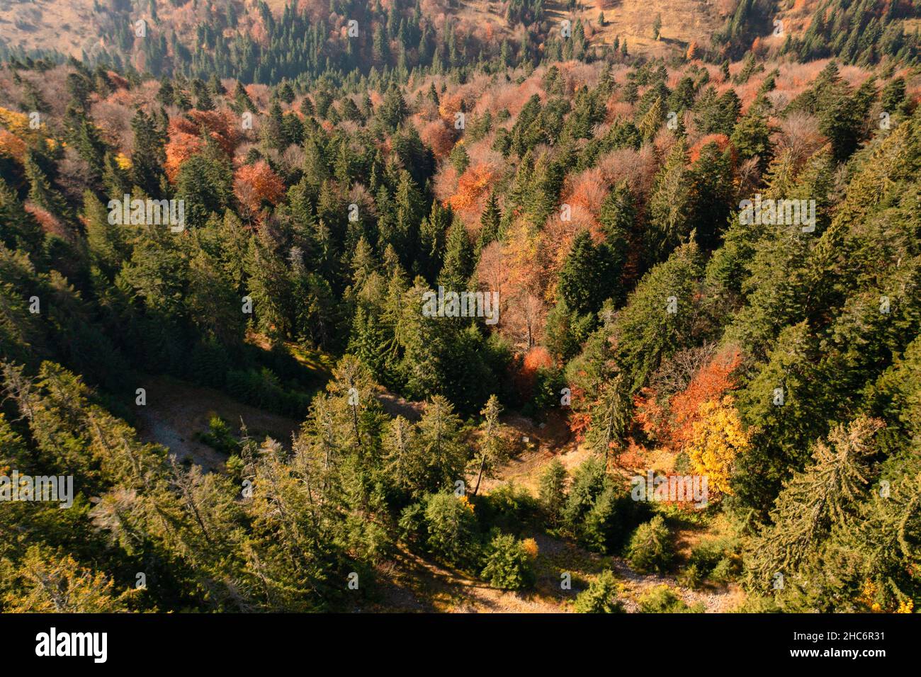 Autumn multi-colored forest with green coniferous trees and narrow path ...