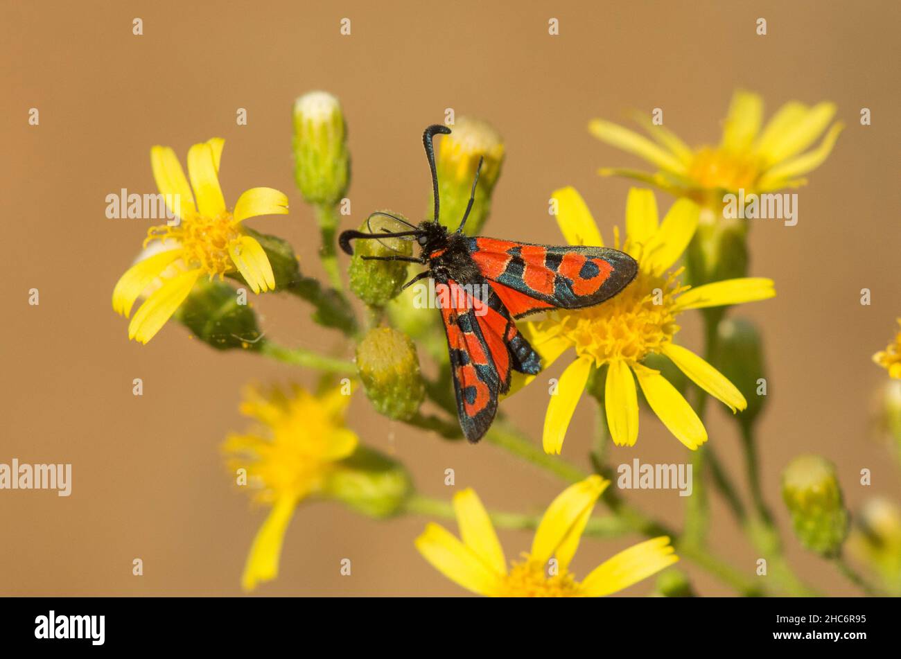 Day flying moths hi-res stock photography and images - Alamy