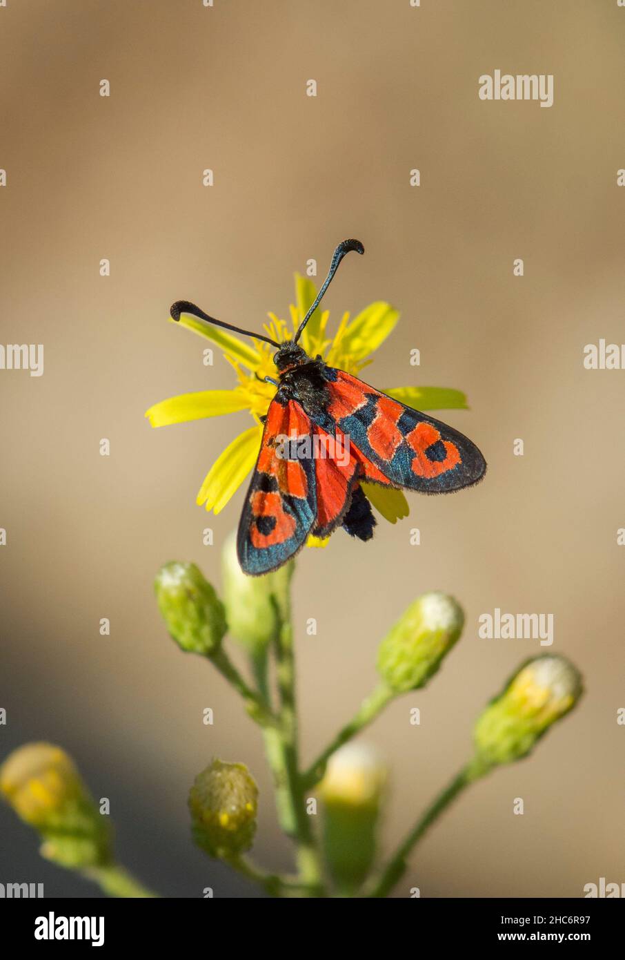 Day flying moths hi-res stock photography and images - Alamy