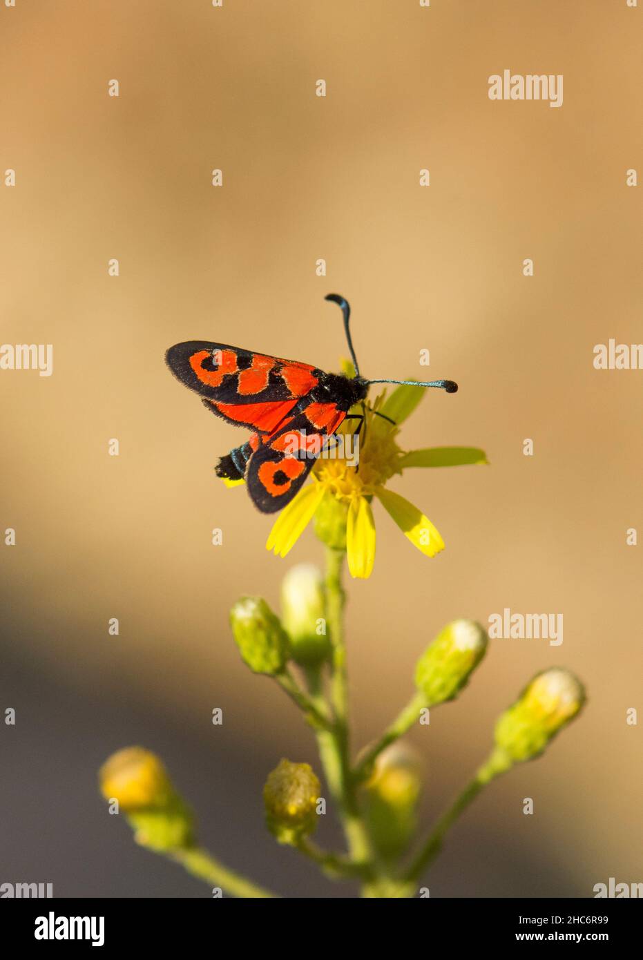 Day flying moths hi-res stock photography and images - Alamy