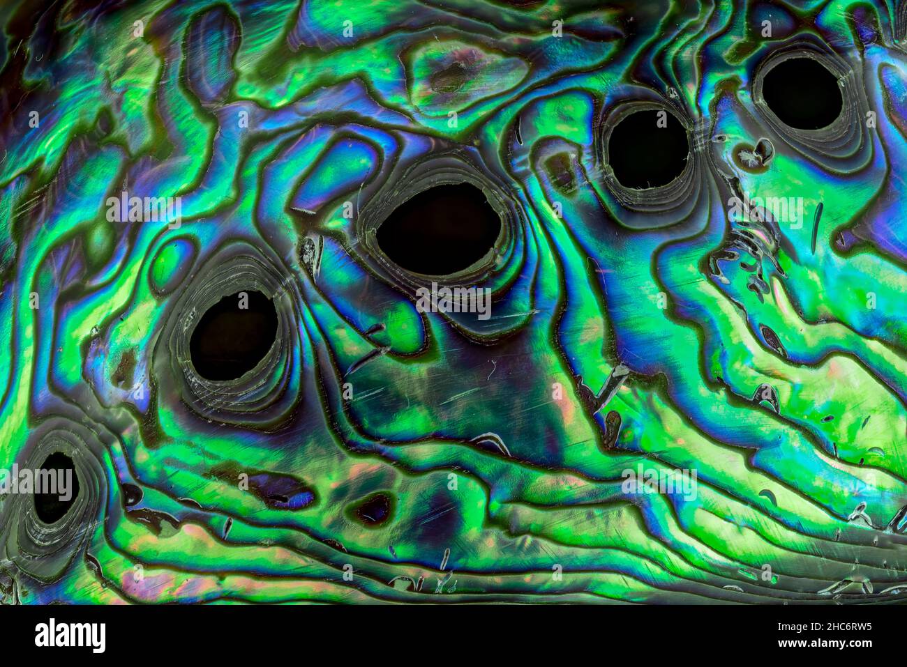 Macro view of polished iridescent shell of a New Zealand paua shell ...