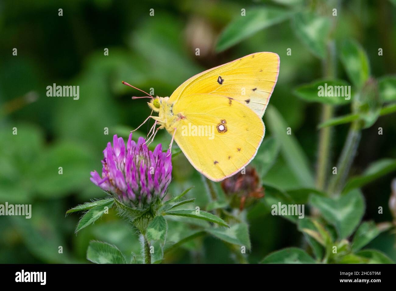 A yellpw sulphur butterfly pollinating clover Stock Photo - Alamy