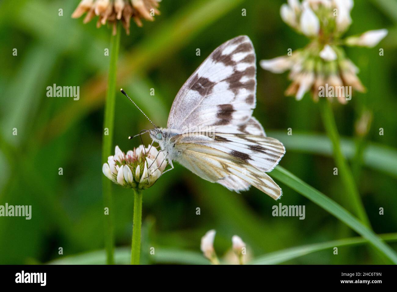 Checkered white butterfly hi-res stock photography and images - Alamy