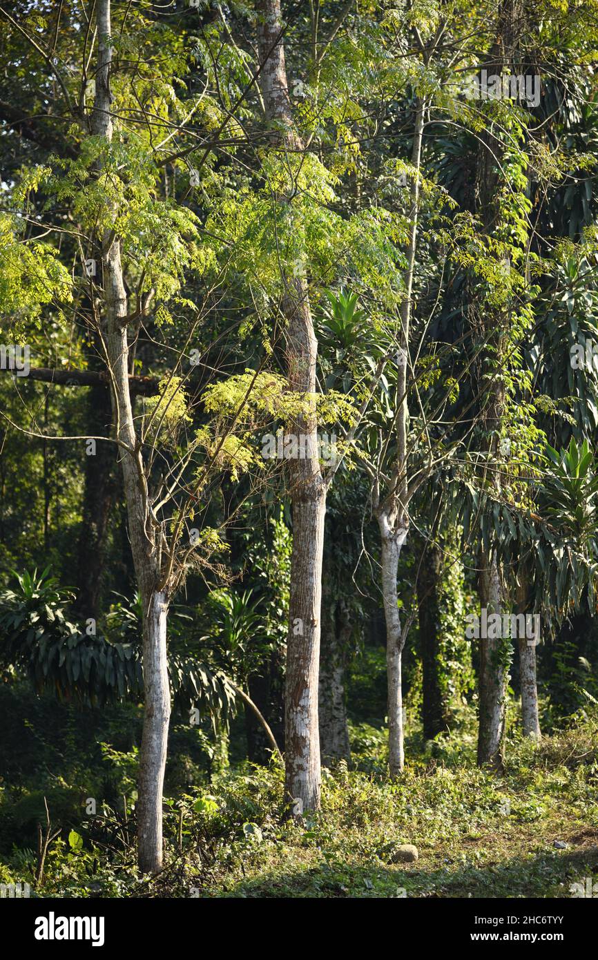 Trees of Gorumara National Park. The Dooars. Jalpaiguri, West Bengal ...