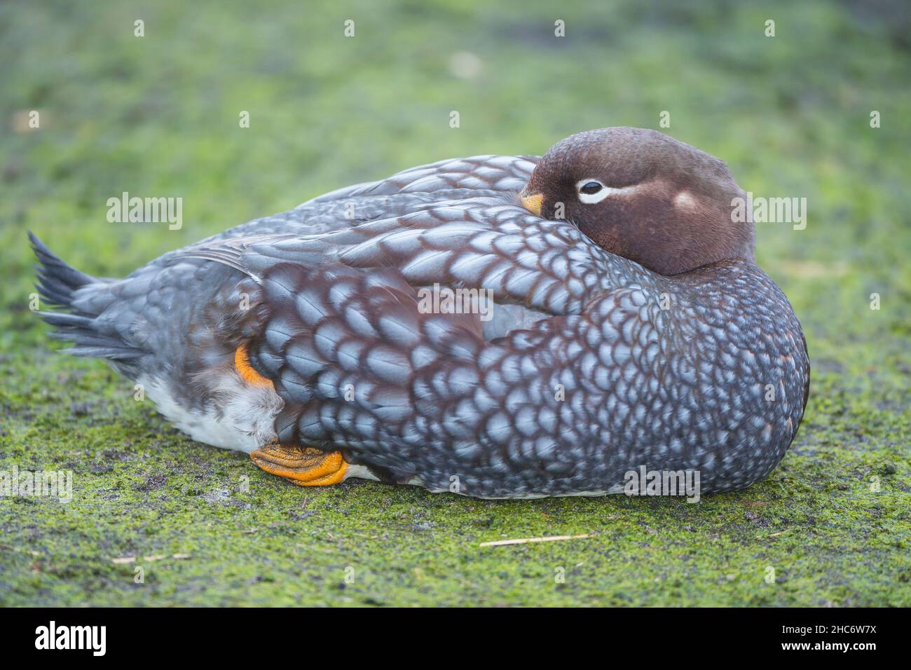 Steamer duck (Tachyeres brachypterus), Falkland Islands, South America ...