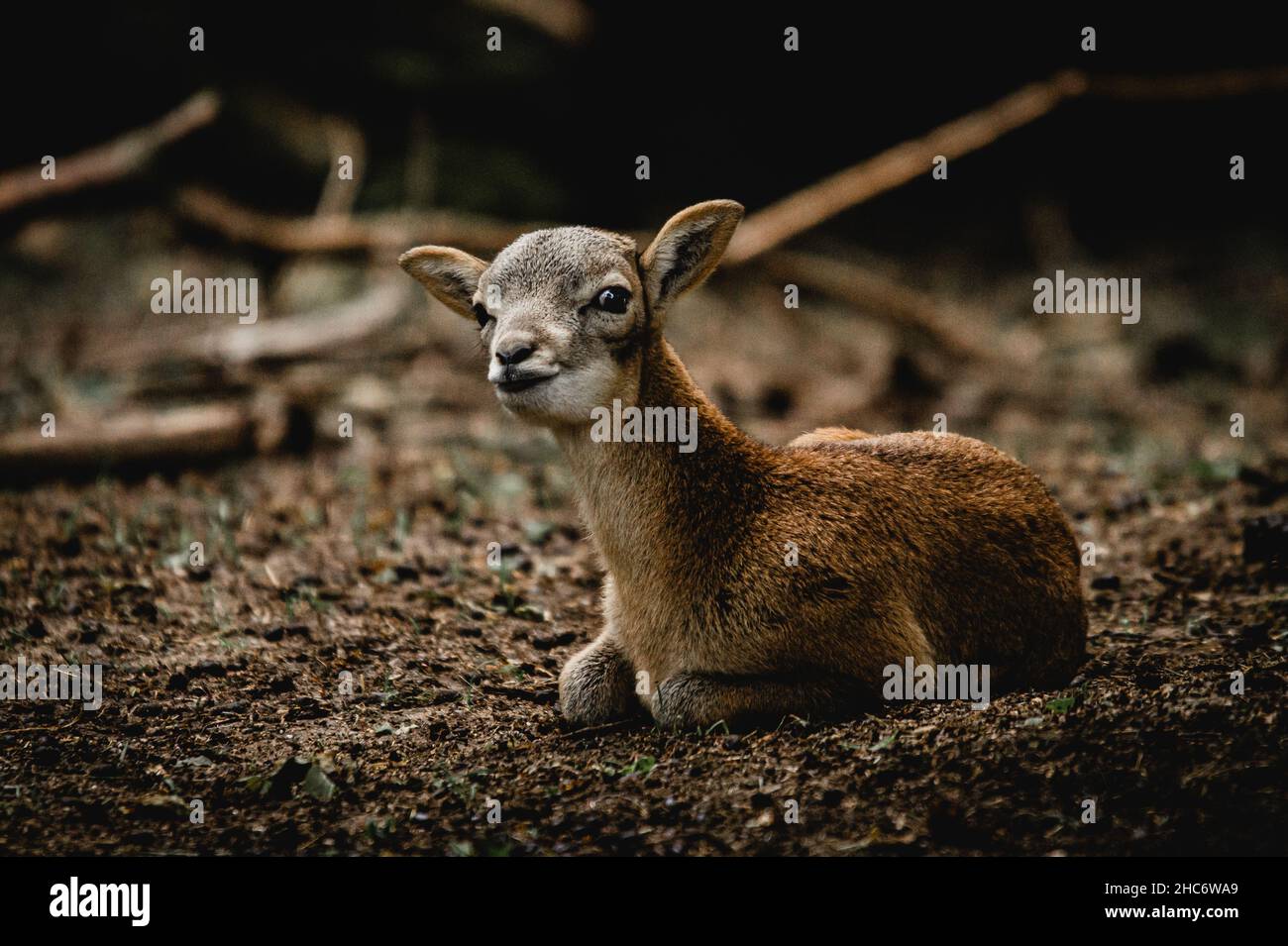 Selective focus shot of baby mouflon lying down and relaxing on the ...