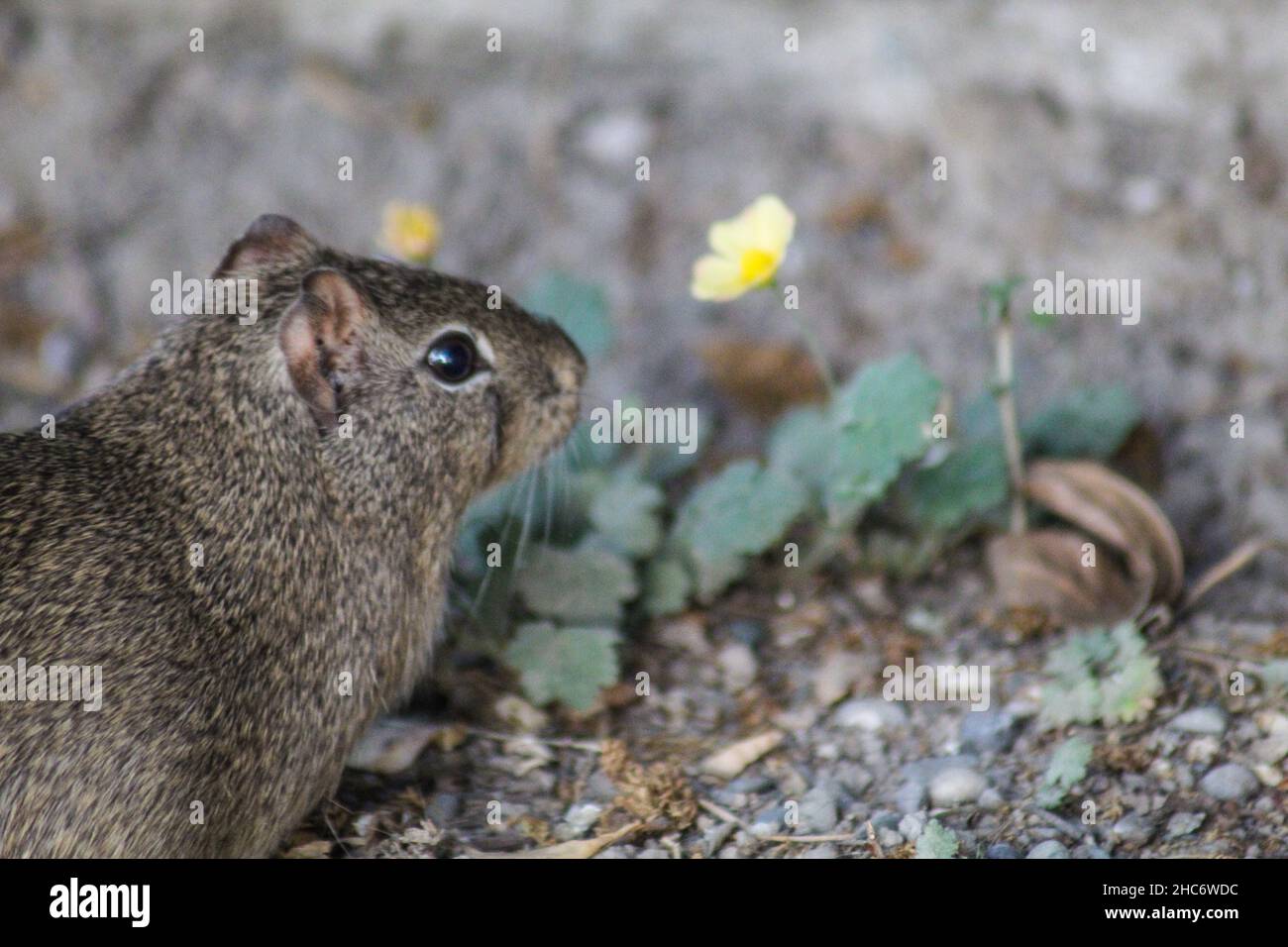 Common vole microtus arvalis field hi-res stock photography and images ...