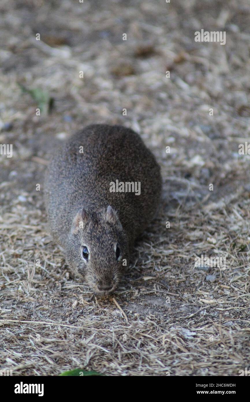 Common vole microtus arvalis field hi-res stock photography and images ...