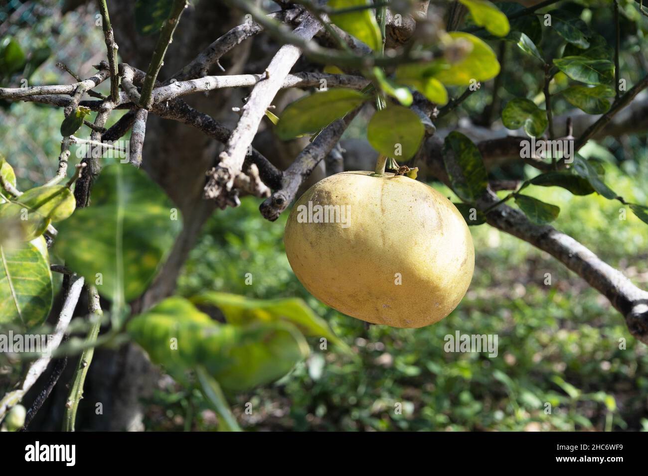 Citrus maxima 'Hirado Butan' pumelo fruit on a tree Stock Photo - Alamy