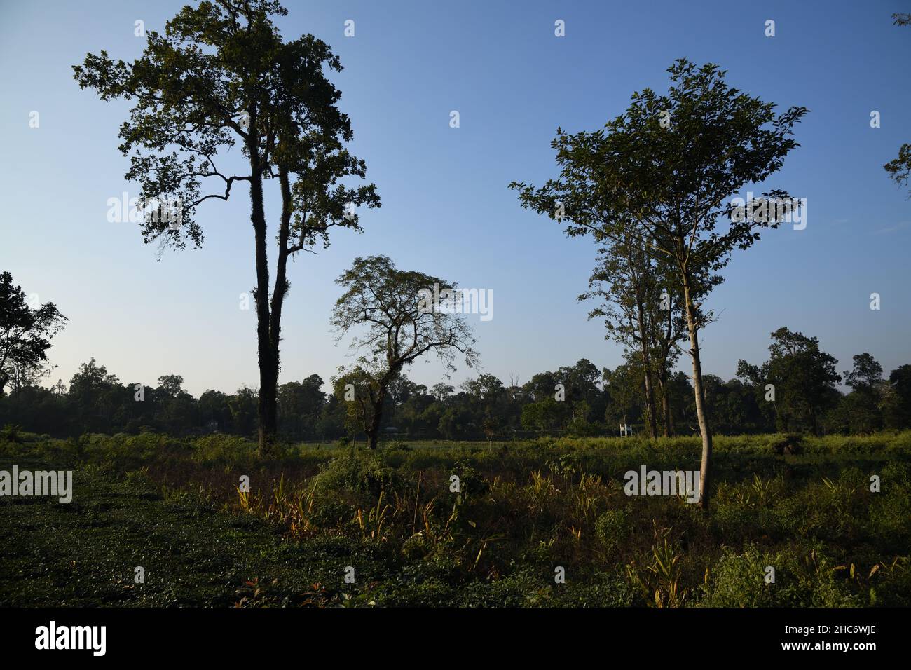 The gorumara national park hi-res stock photography and images - Alamy