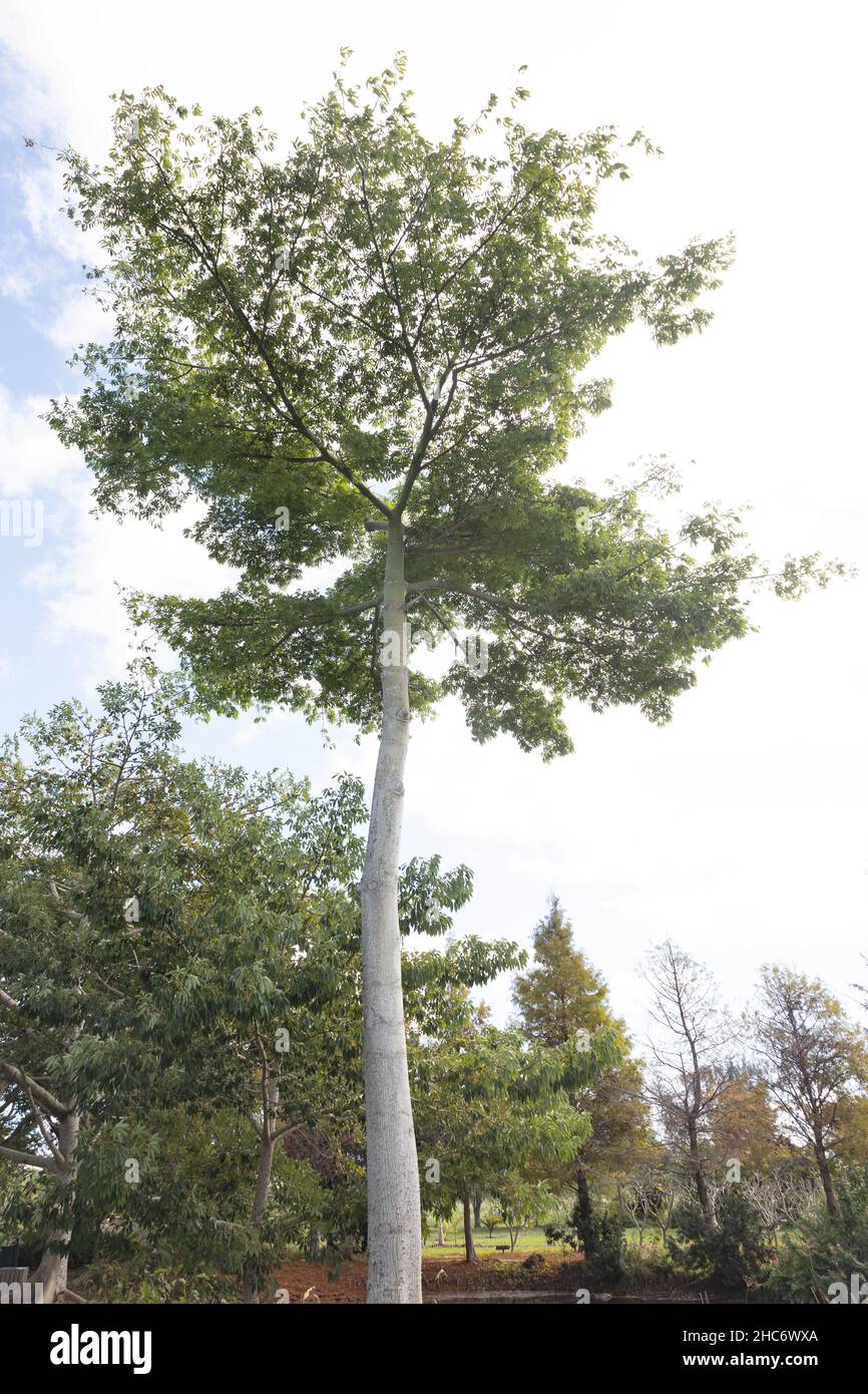 Kapok Tree High Resolution Stock Photography and Images - Alamy