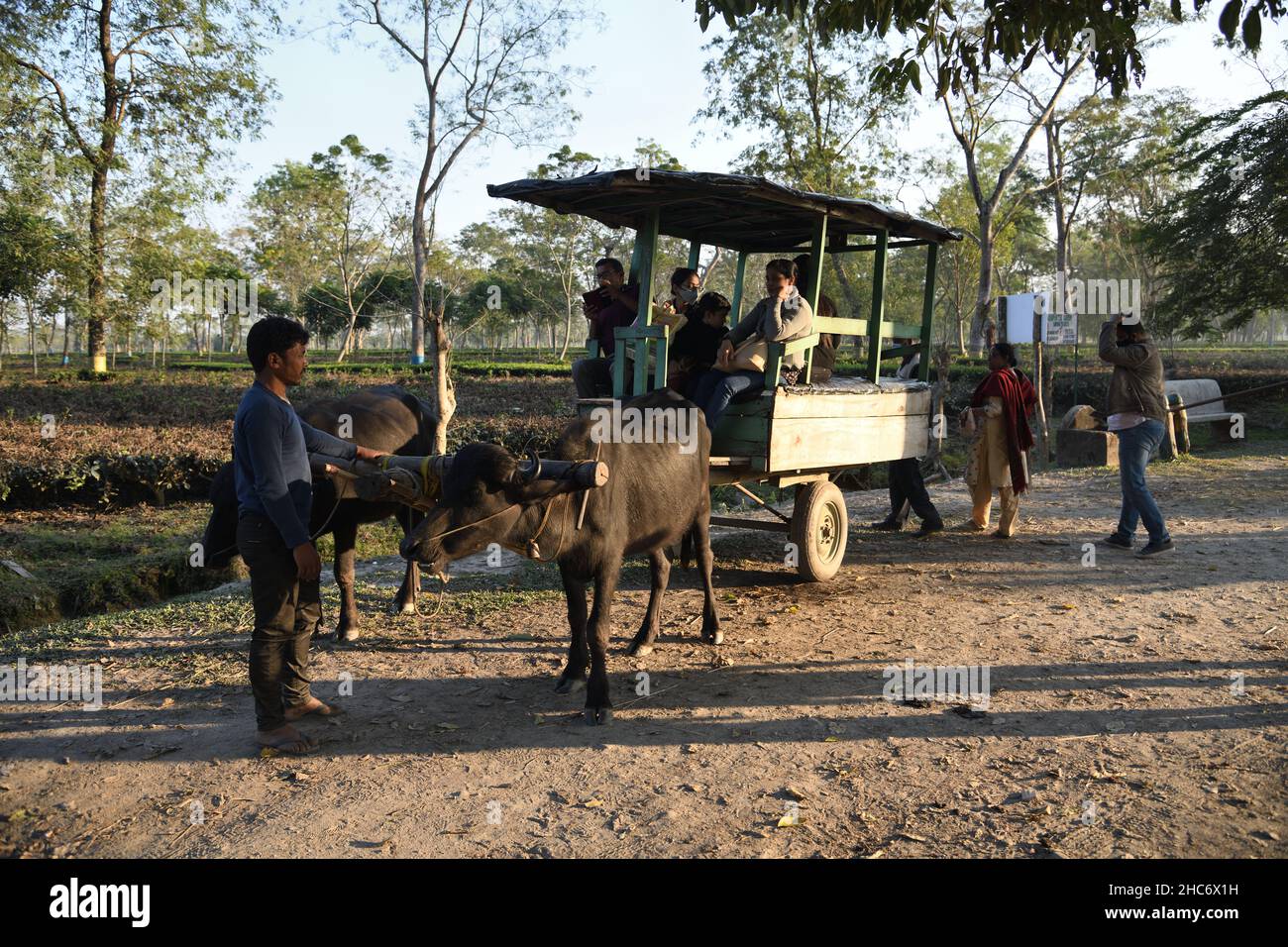 Buffalo cart for jungle safari at Gorumara National Park. The Dooars ...